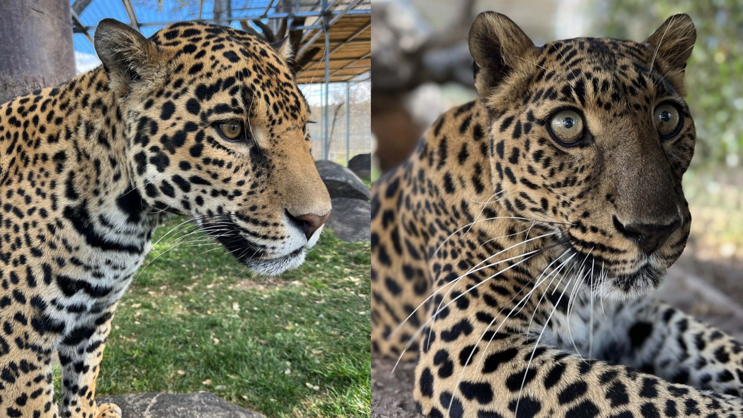 The Silent Stalkers: How Leopards Rule Their Habitats - Lions Tigers ...